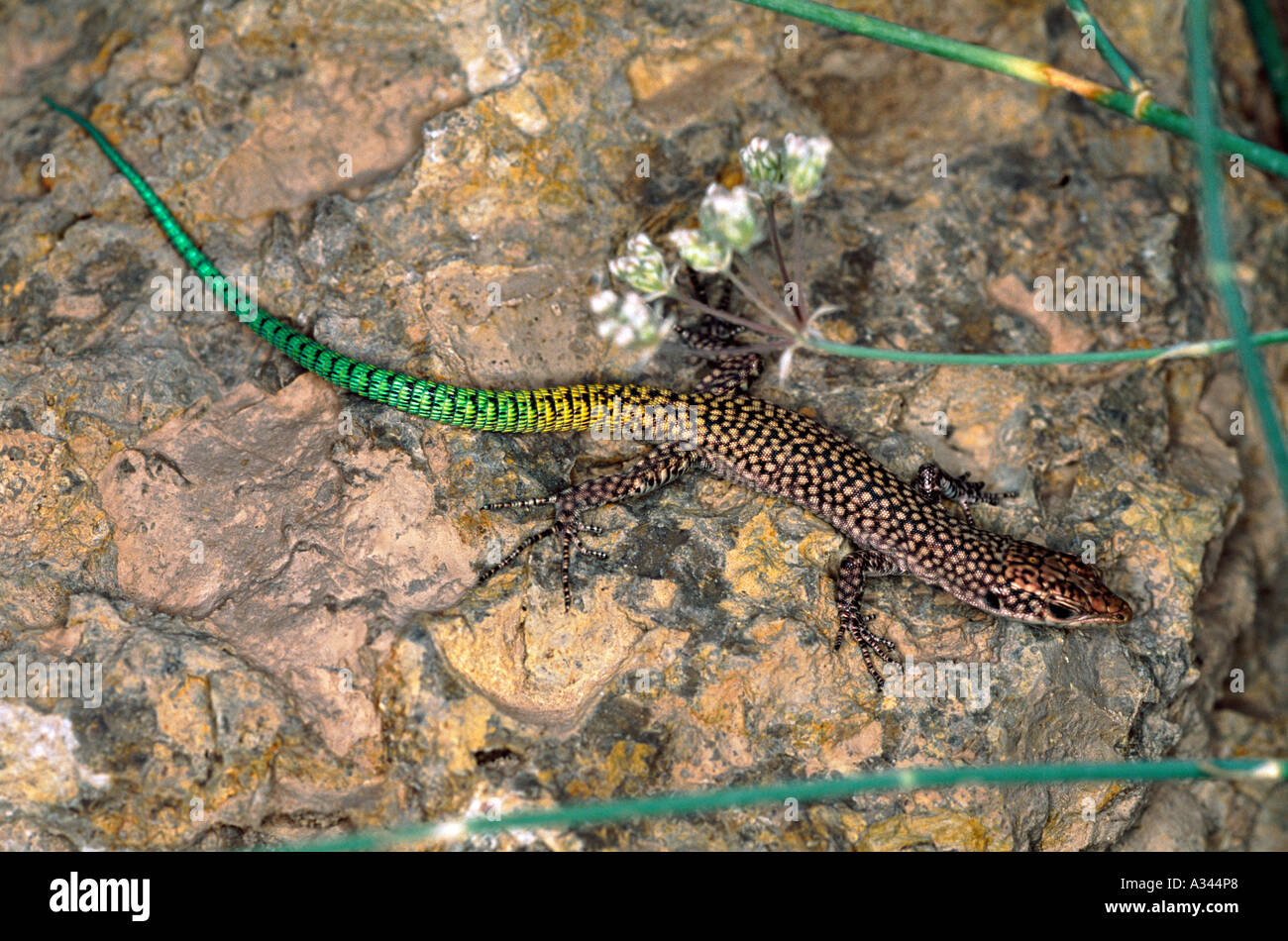 Moroccan rock lizard Scelarcis perspicillata chabanaudi Morocco Stock ...