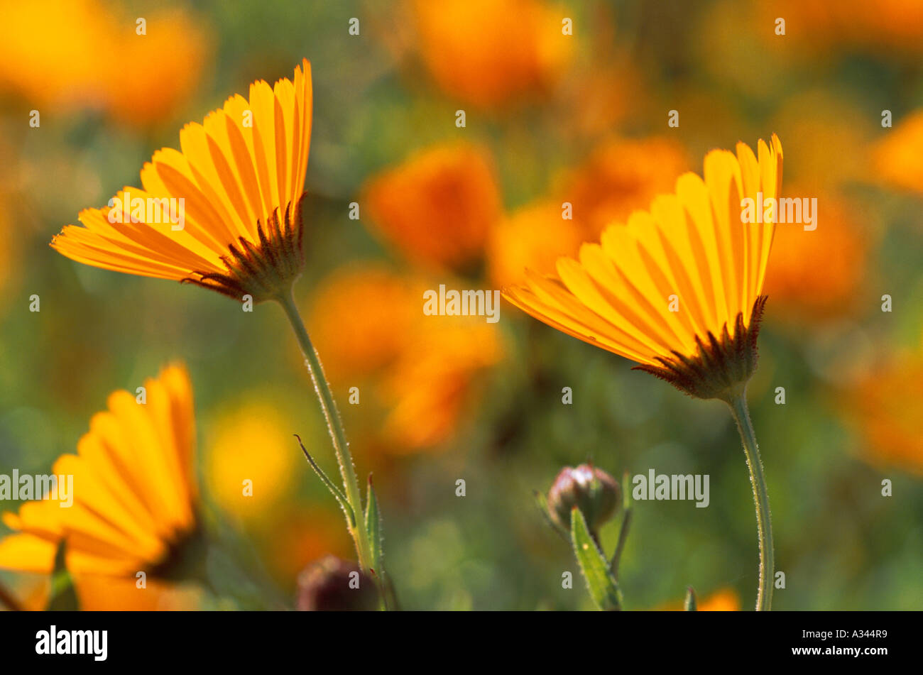 Wild marigold hi-res stock photography and images - Alamy