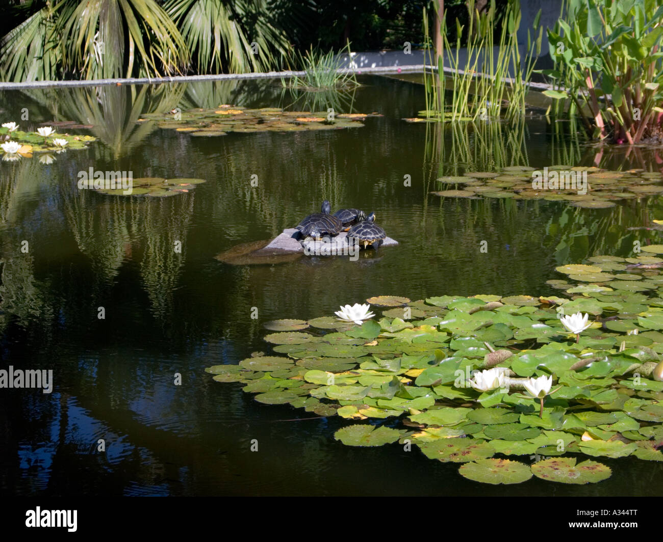 Terrapins sunning on rock in lily pond Stock Photo - Alamy