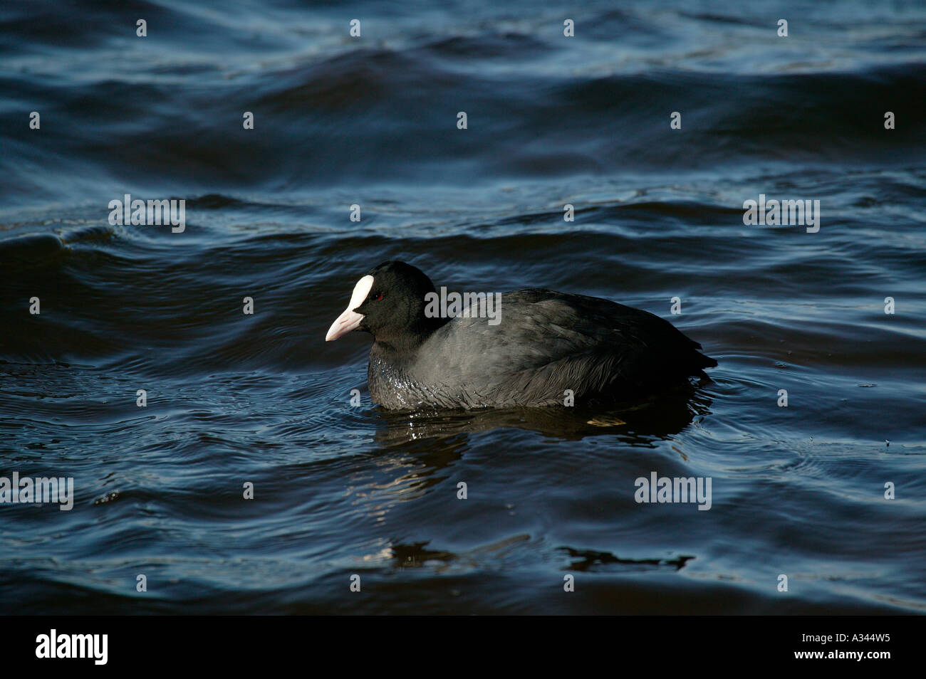Common Coot (Fulica atra) swimming on Scottish Loch Stock Photo - Alamy