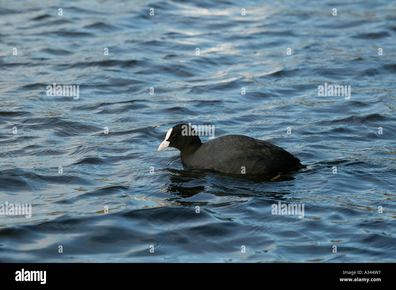 Common Coot (Fulica atra) swimming on Scottish Loch Stock Photo - Alamy