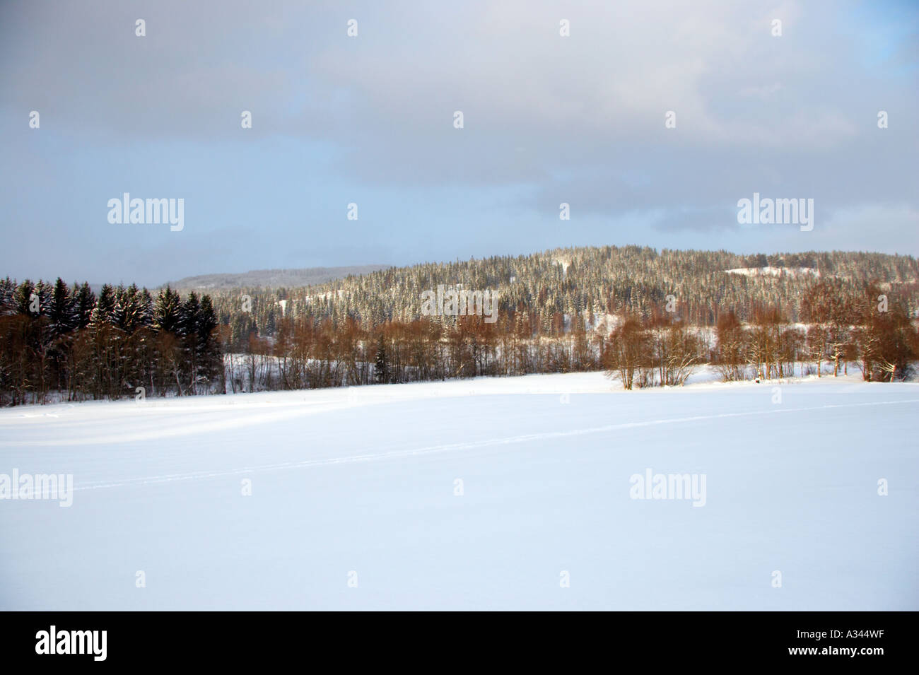 Norway, Oslo, Oslo City. A heavy snowfall transforms the woodland and ...