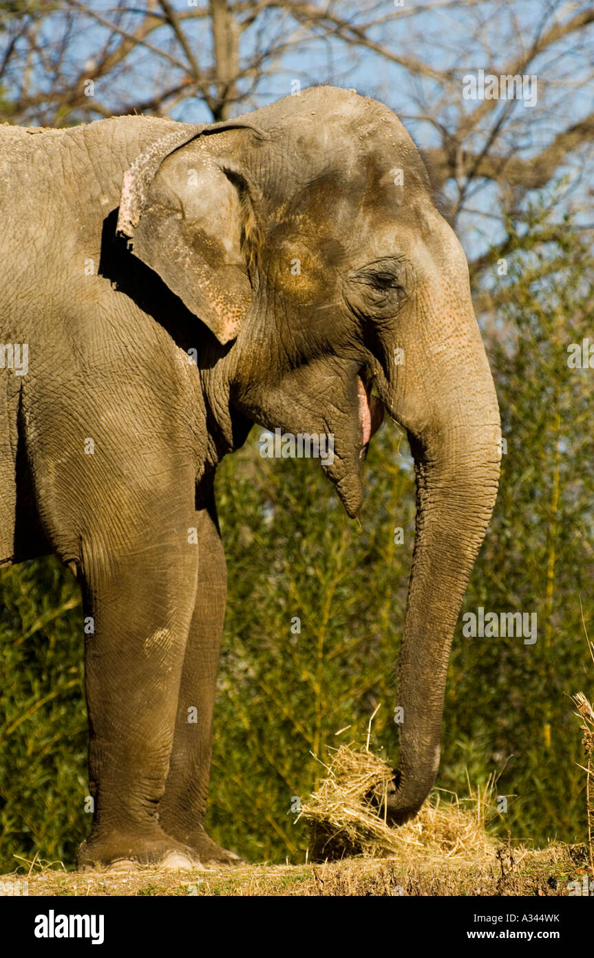 Asian Elephant Eating Stock Photo - Alamy