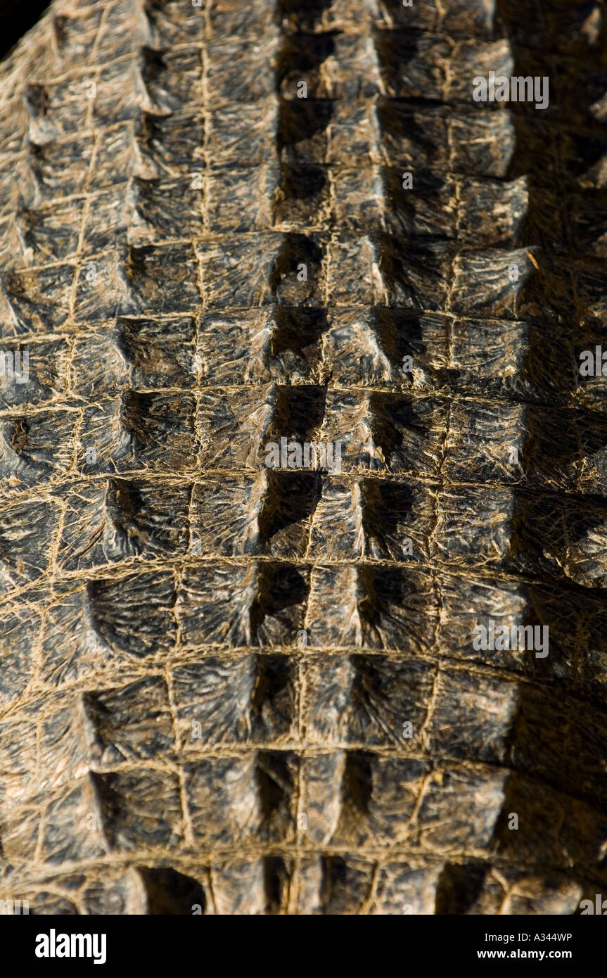 Close Up of an American Alligator's skin Stock Photo - Alamy