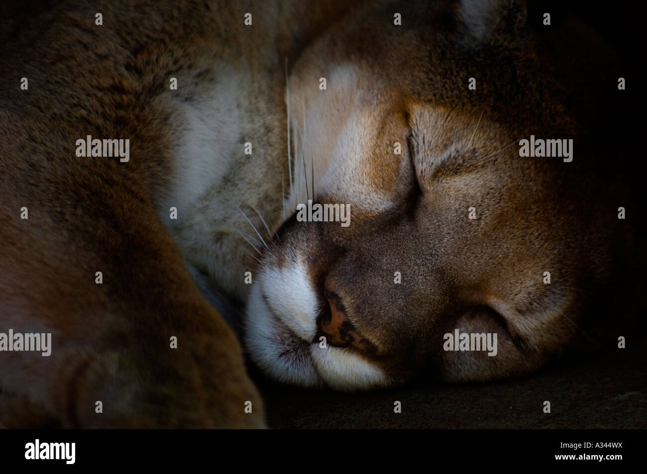 Close up of a sleeping puma Stock Photo - Alamy