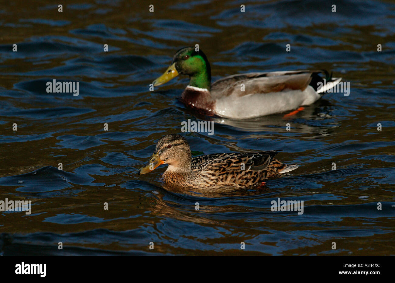 Scottish duck hi-res stock photography and images - Alamy