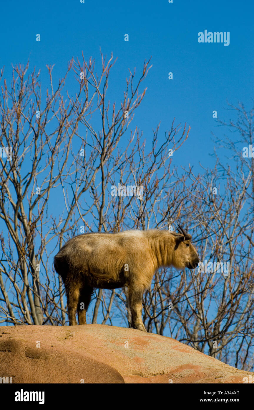 Takin picture hi-res stock photography and images - Alamy