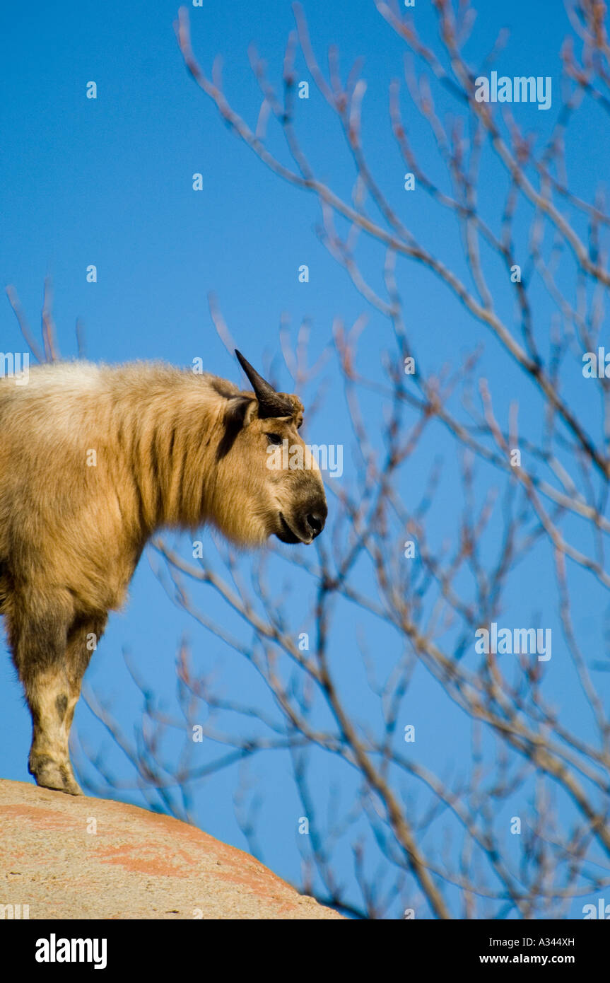 Sichuan Takin over the hill Stock Photo - Alamy