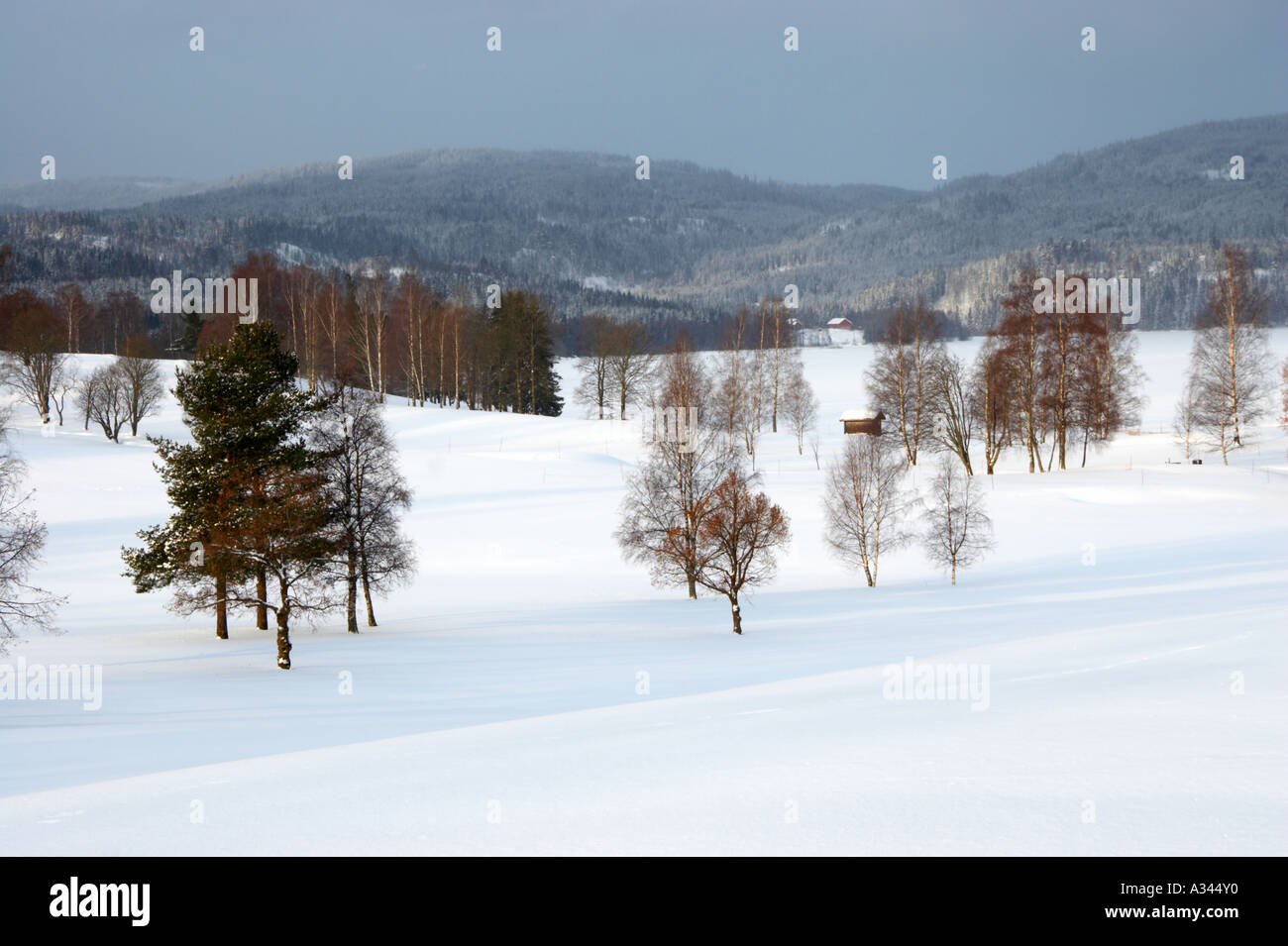 Norway, Oslo, Oslo City. A winter scene of forest and snow after a ...
