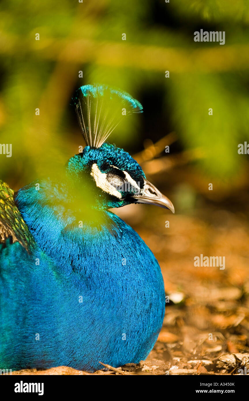 Sleeping peacock hi-res stock photography and images - Alamy