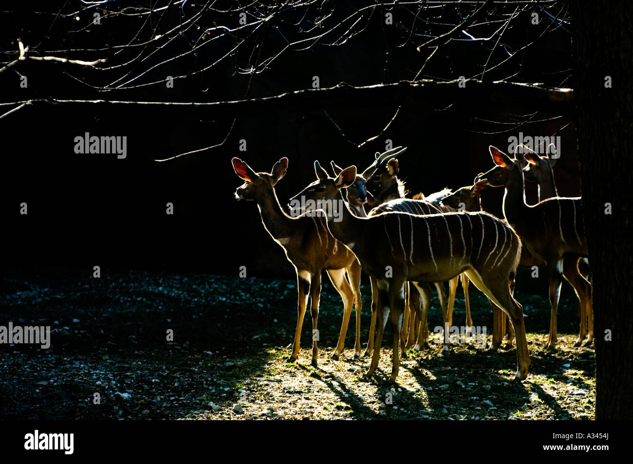 Lesser kudu antelopes hi-res stock photography and images - Alamy