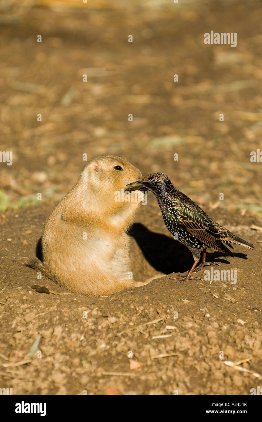 Black-tailed Prairie Dog eating and a bird watching it Stock Photo - Alamy