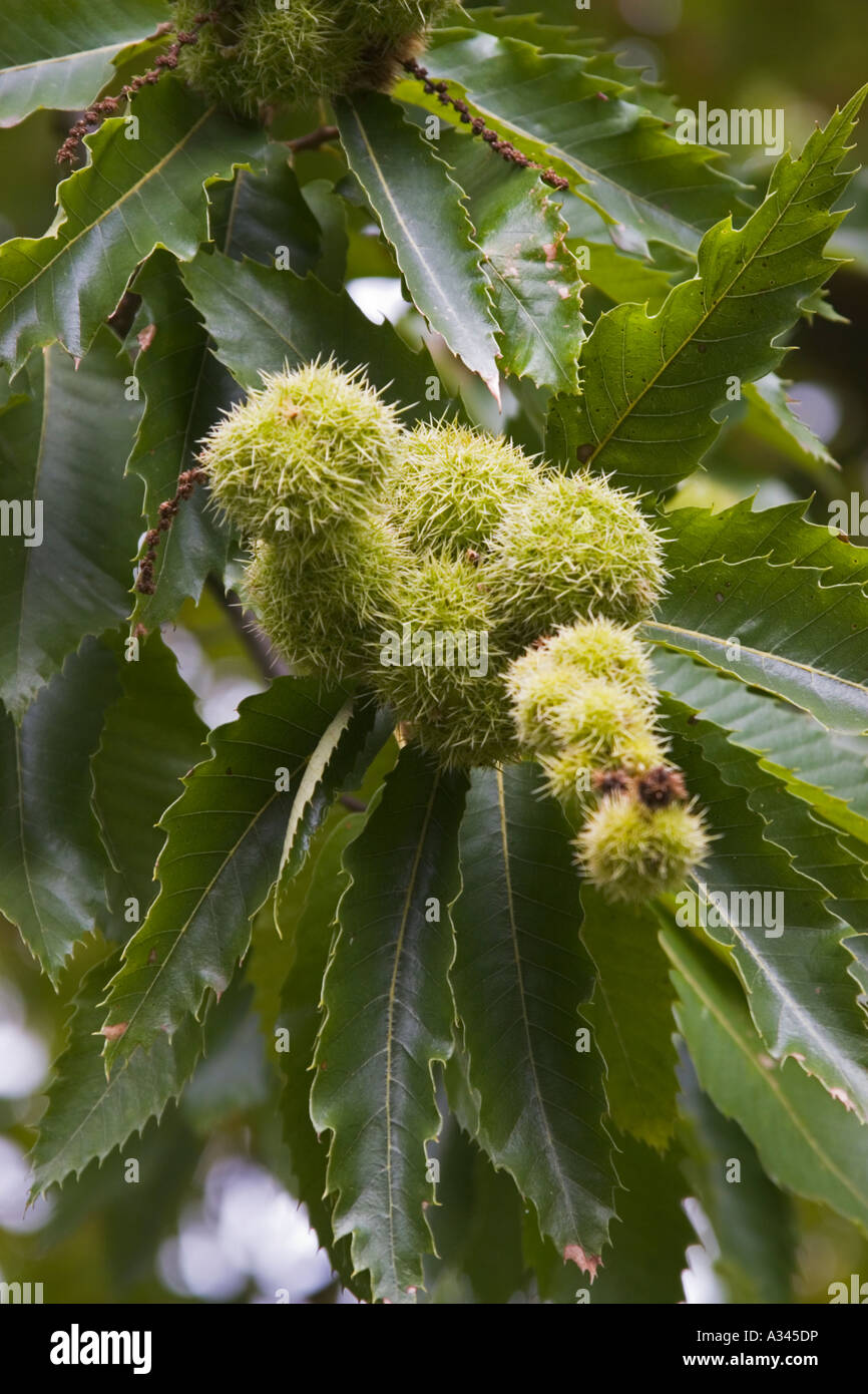 Horse chestnut tree fruit conker Stock Photo - Alamy