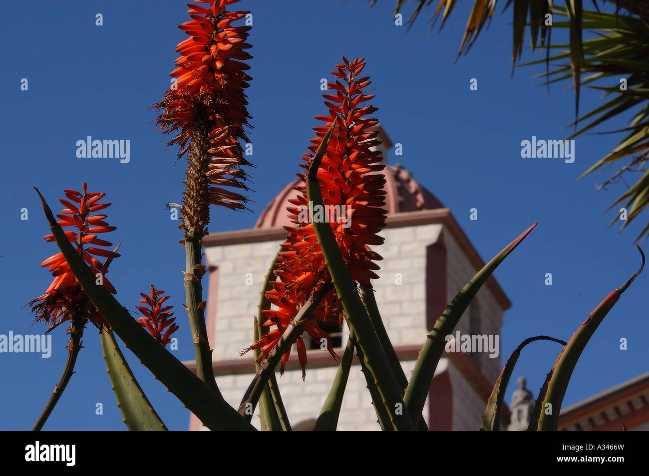 Aloe barbara hi-res stock photography and images - Alamy