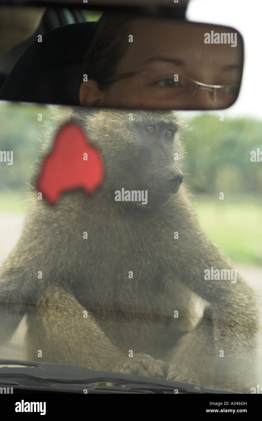 cheeky Baboon being stared at by the driver! Stock Photo - Alamy