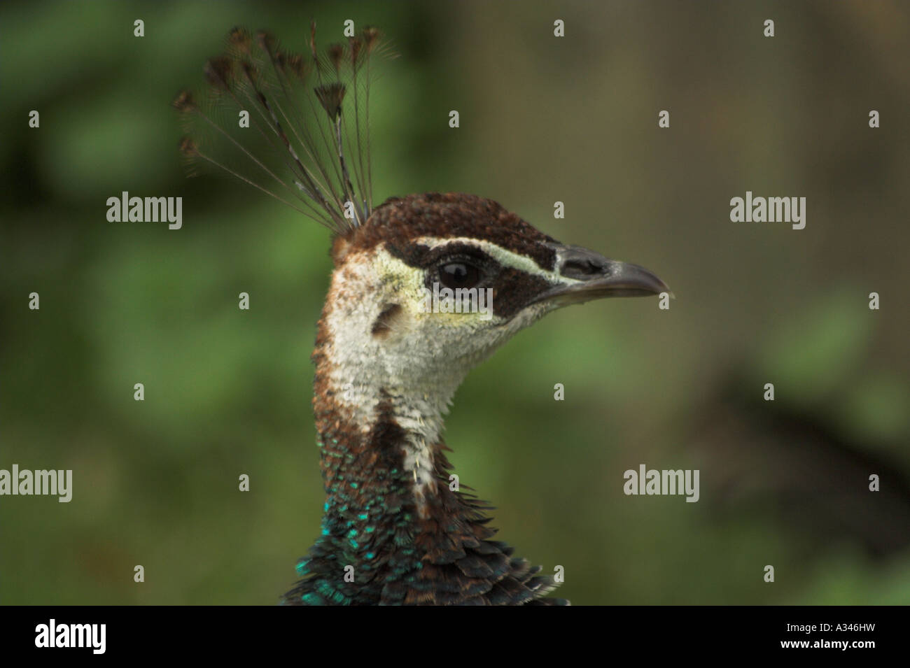 Peahen eye hi-res stock photography and images - Alamy