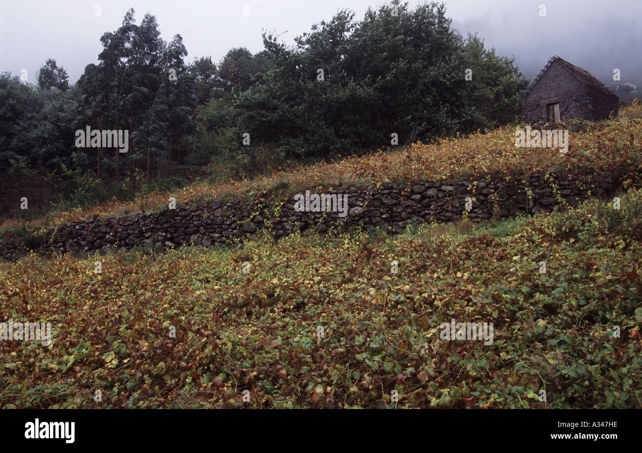 Farm in Madeira, Portugal Stock Photo - Alamy