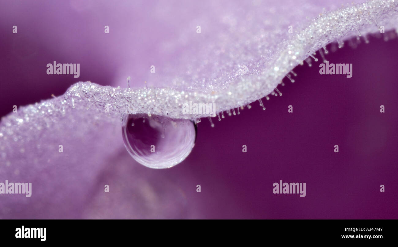 Water drop on purple petal Stock Photo - Alamy