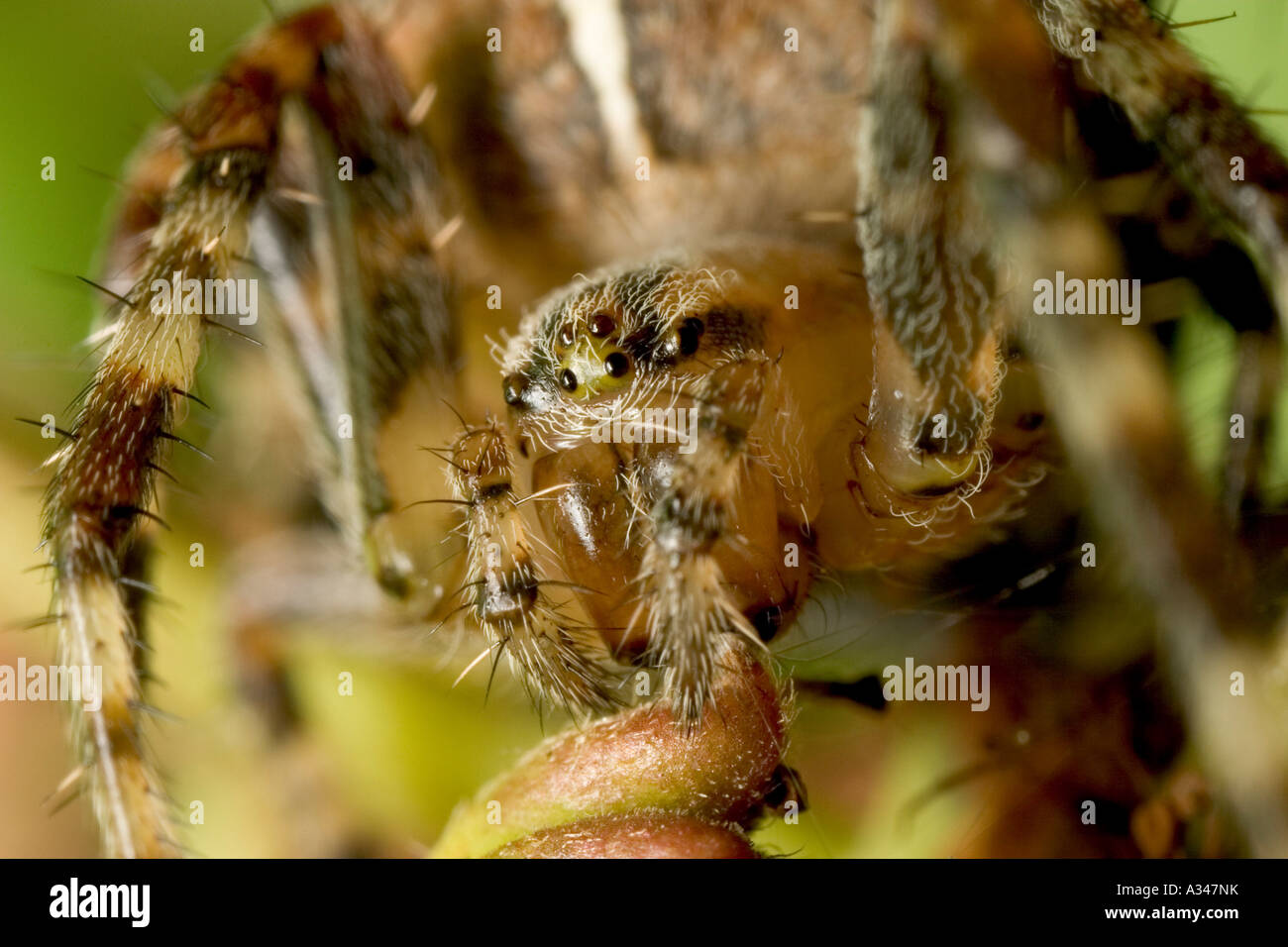 Close up of cross spider in attack position Stock Photo - Alamy