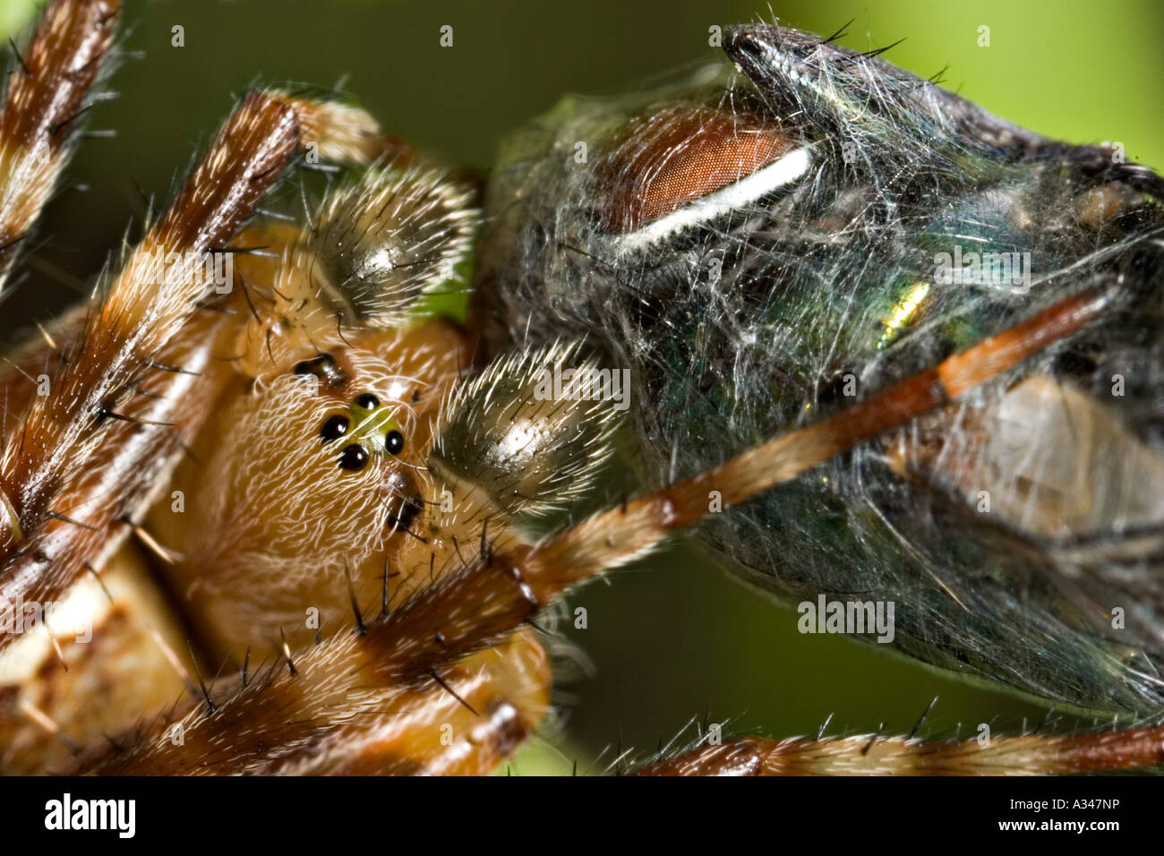 Spider Eating Fly Close Up