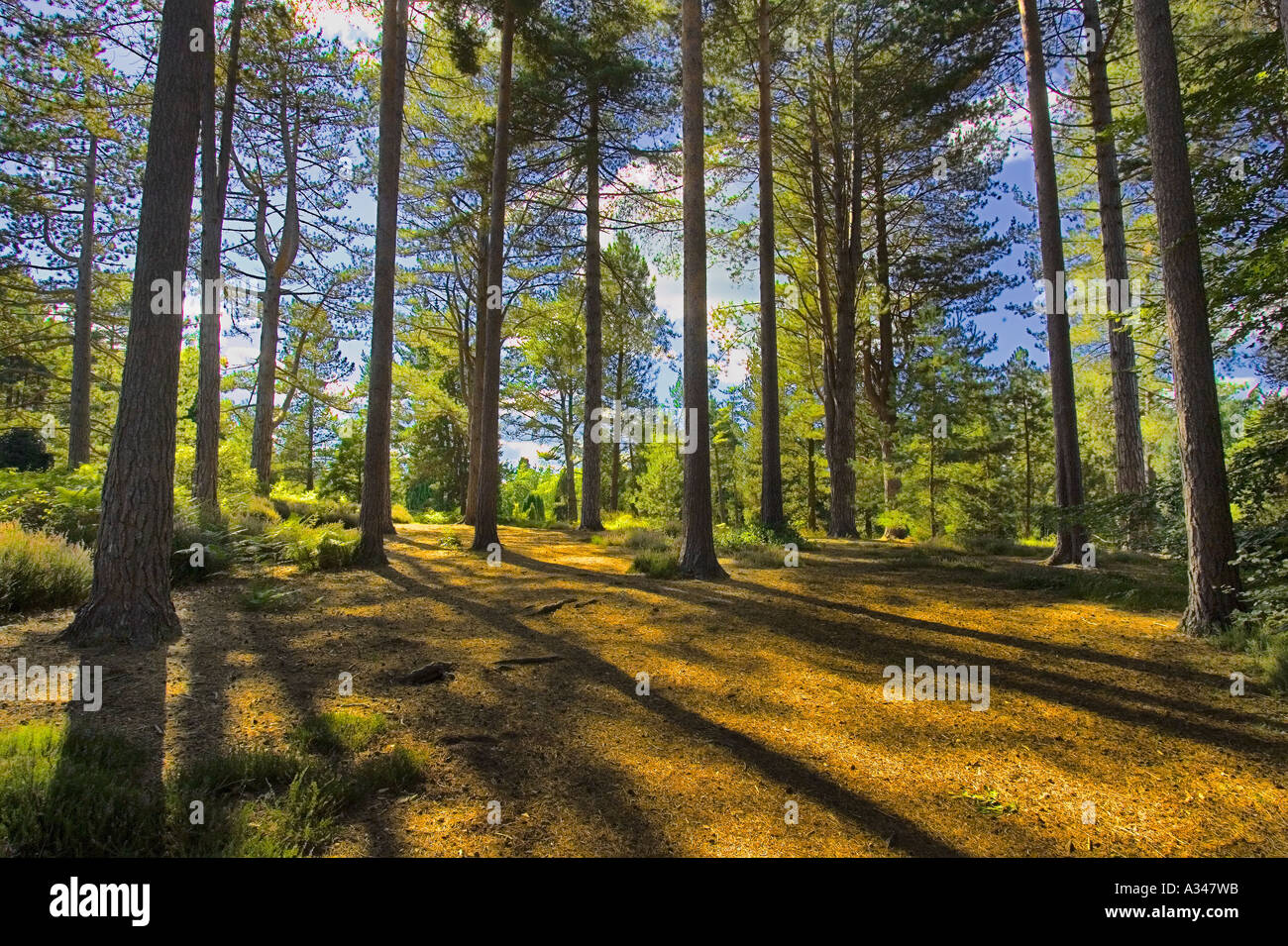 Pine Trees with strong shadows in the Autmn sun at Bedgebury Pinetum ...