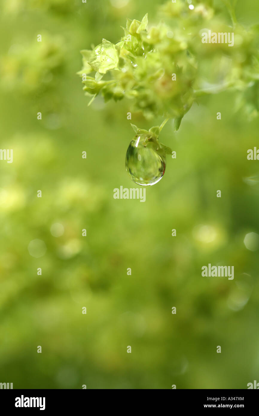 Drop of water Stock Photo - Alamy