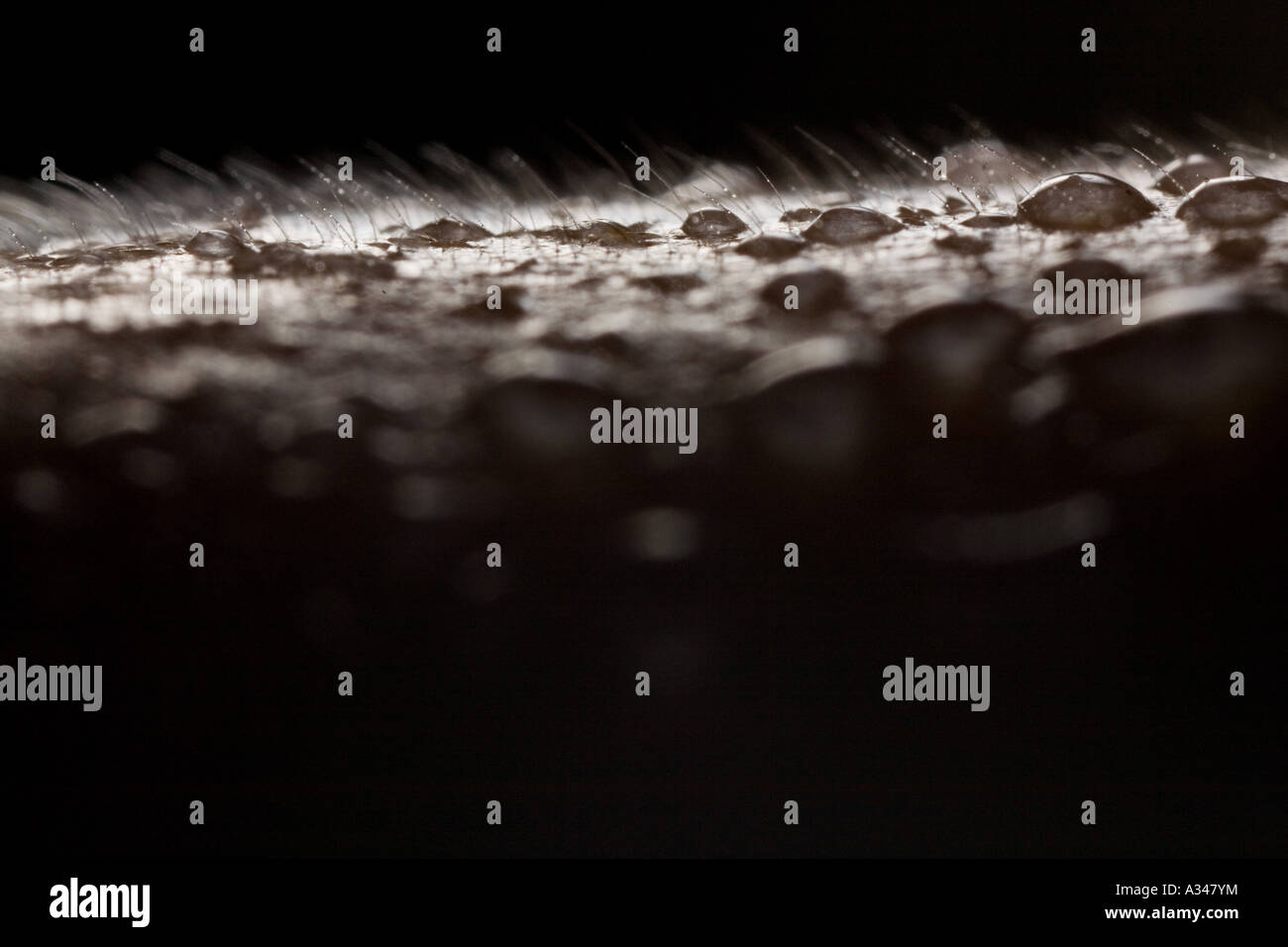 Human skin sweat close up hi-res stock photography and images - Alamy