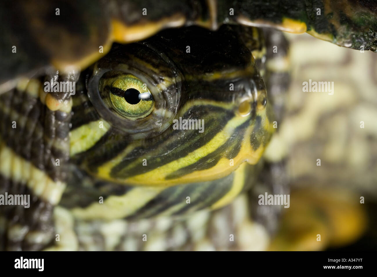 turtle portrait - retreating under the shell Stock Photo - Alamy