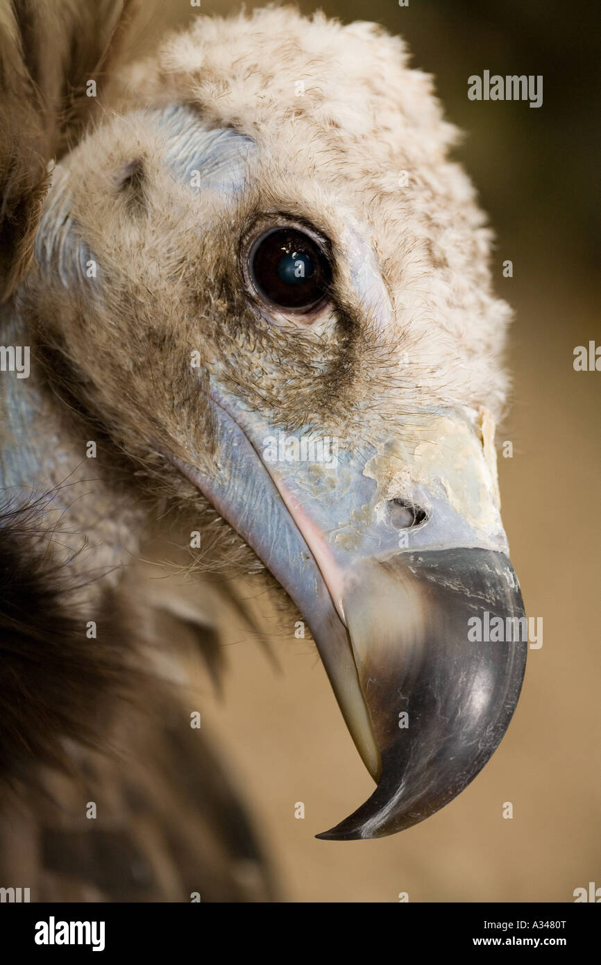 Monk hunting hi-res stock photography and images - Alamy