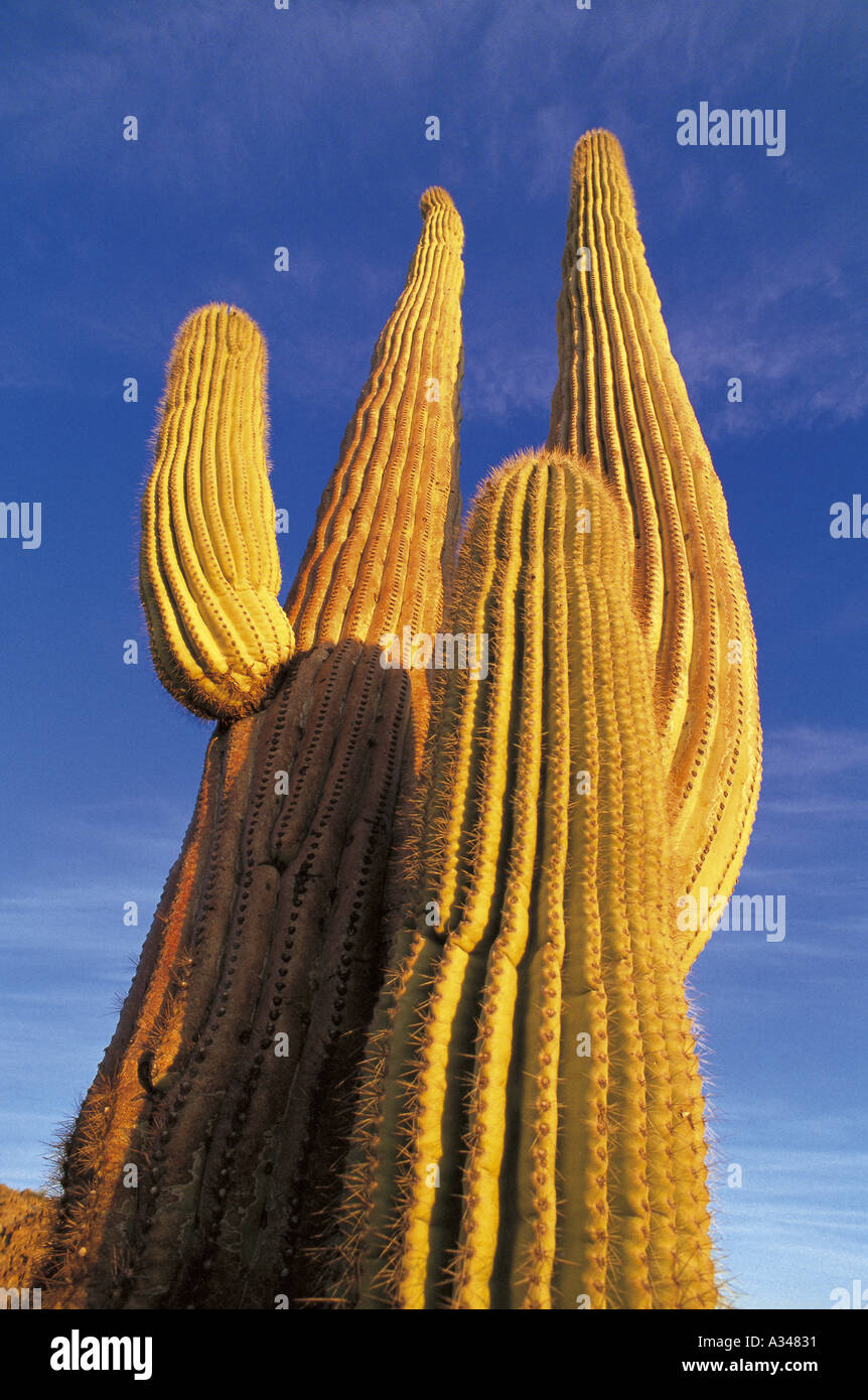 Giant Saguaro Cactus Stock Photo - Alamy