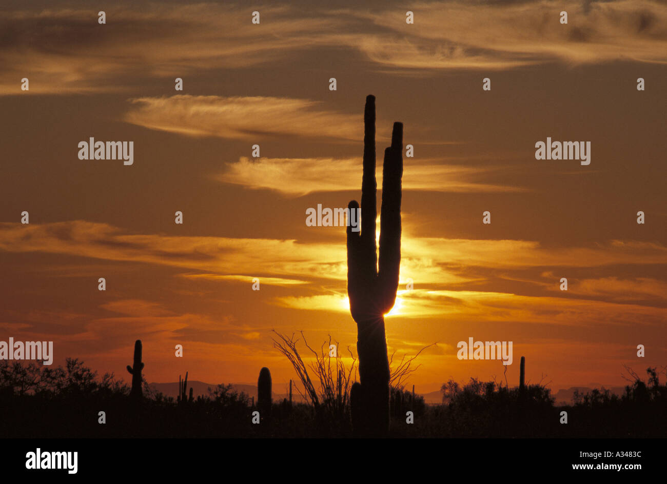 Giant Saguaro Cactus Stock Photo - Alamy