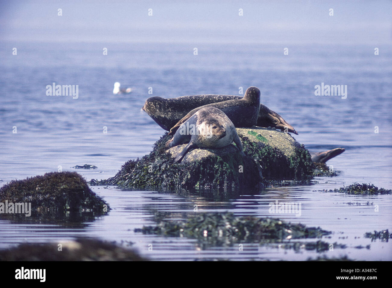 Firth of clyde seal hi-res stock photography and images - Alamy