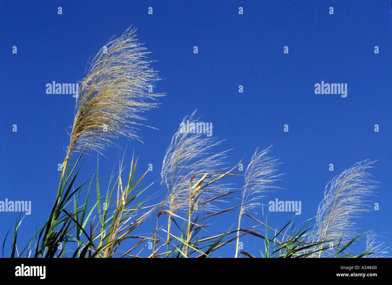 Flowering wild grass sway with the wind in a graceful dance Stock Photo ...