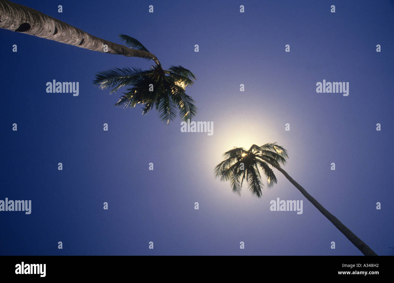 Coconut tree with two branches hi-res stock photography and images - Alamy