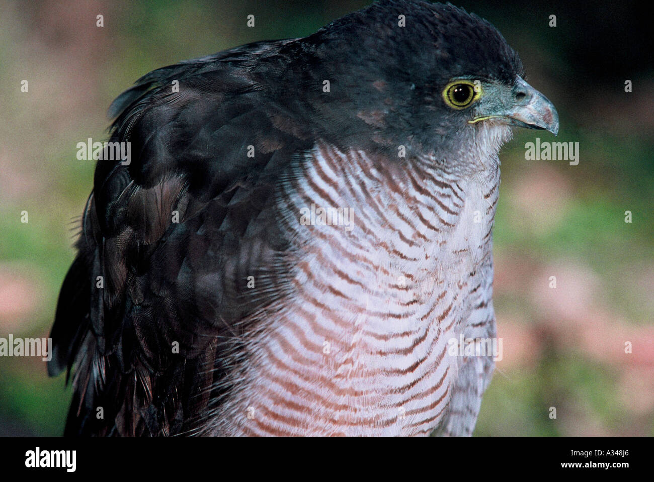 African goshawk accipiter tachiro hi-res stock photography and images ...