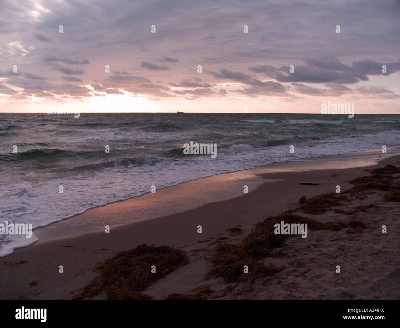 Tocobaga hi-res stock photography and images - Alamy