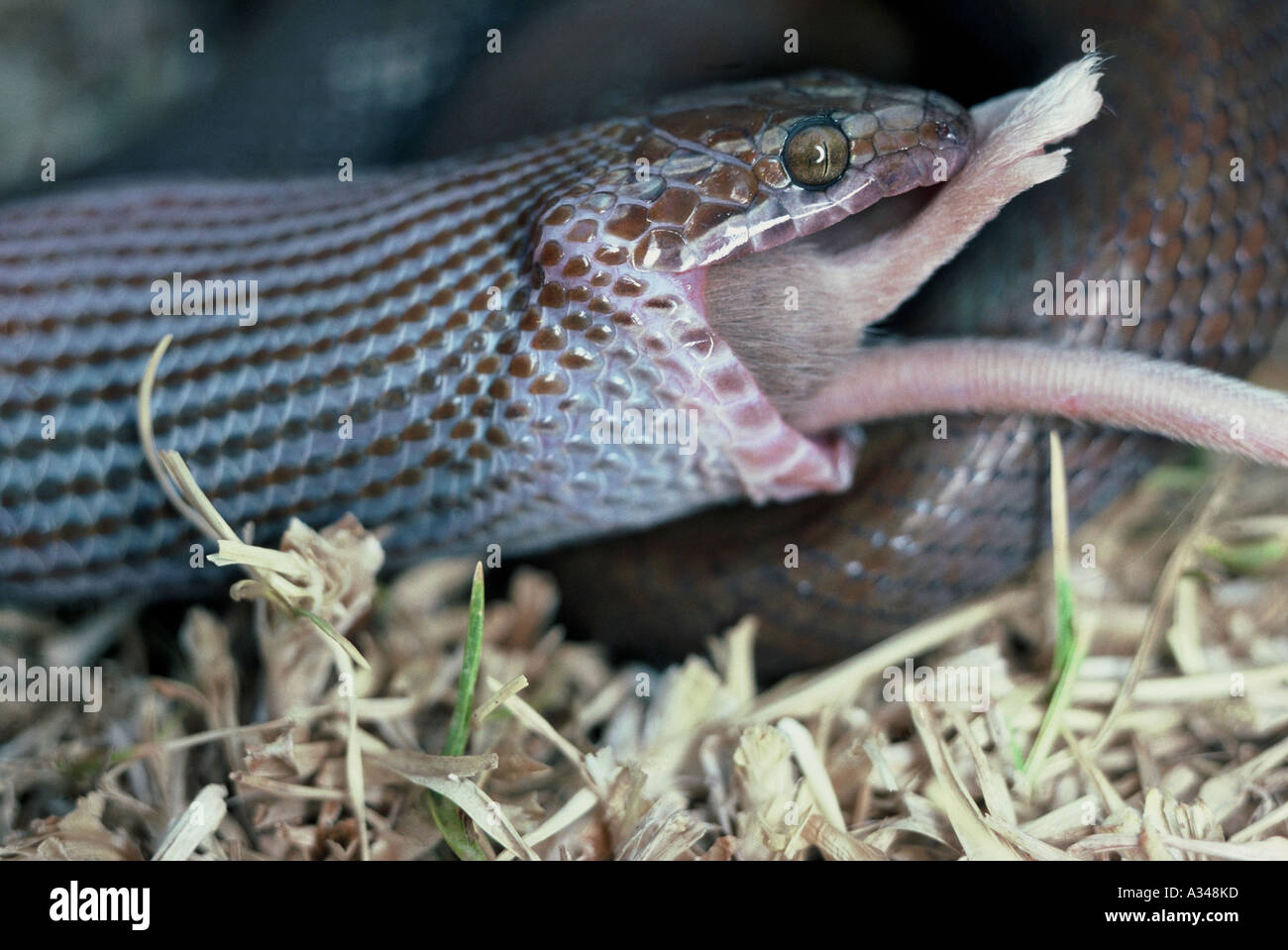 Brown House Snake, Lamprophis fulinginosus Stock Photo - Alamy