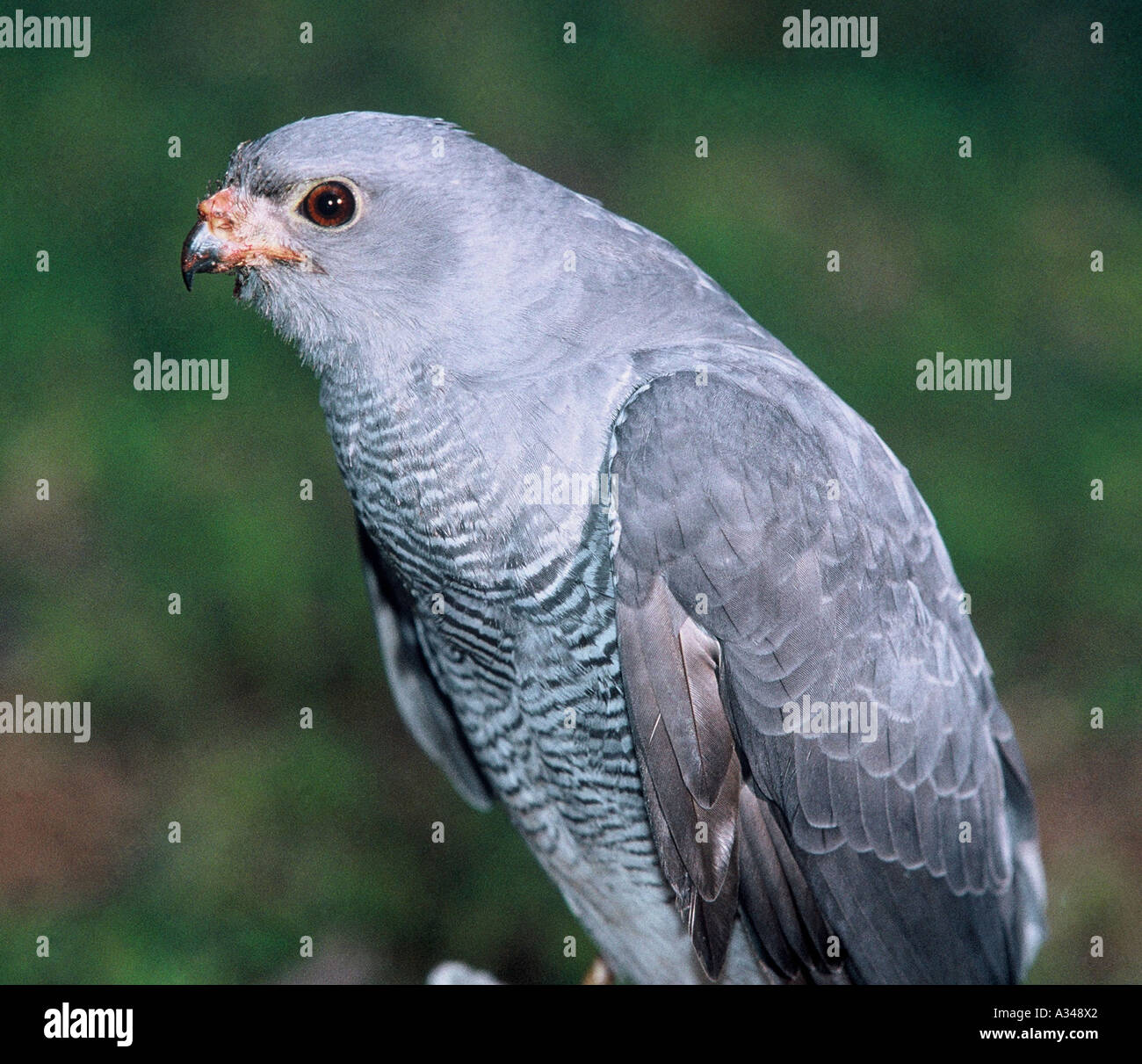 Ovambo hi-res stock photography and images - Alamy