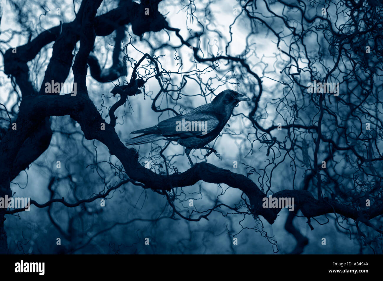 crow walking on an old man cane tree branch Stock Photo - Alamy