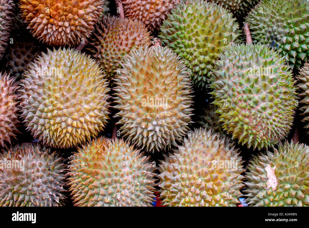 Of durians hi-res stock photography and images - Alamy