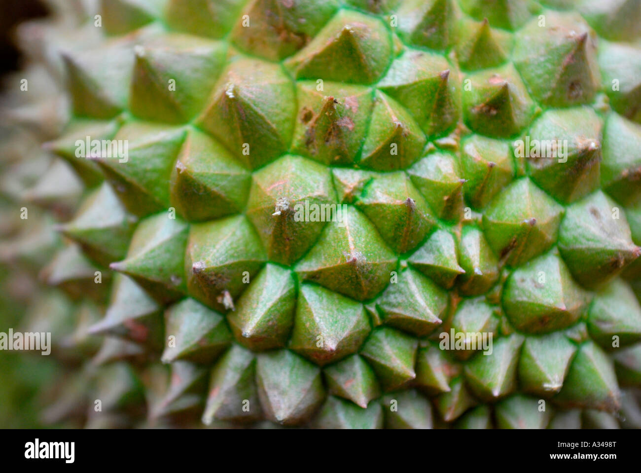 Close up durian fruit hi-res stock photography and images - Alamy
