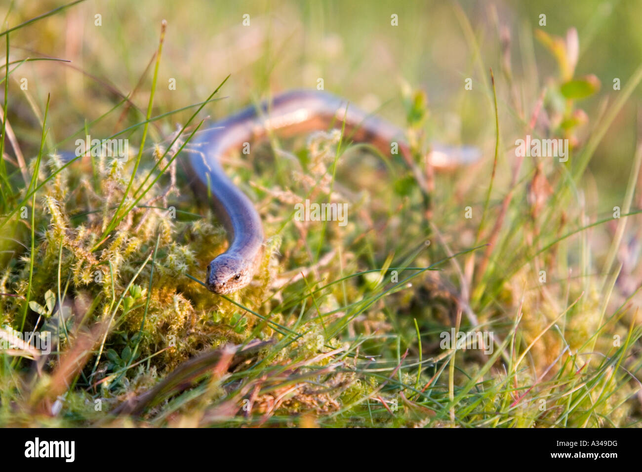 Slow Worm Reptile Animals Natural World Environment Wales Stock Photo ...
