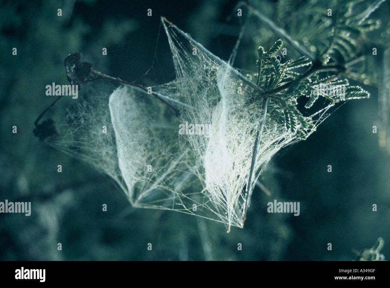 Community spider nest hi-res stock photography and images - Alamy