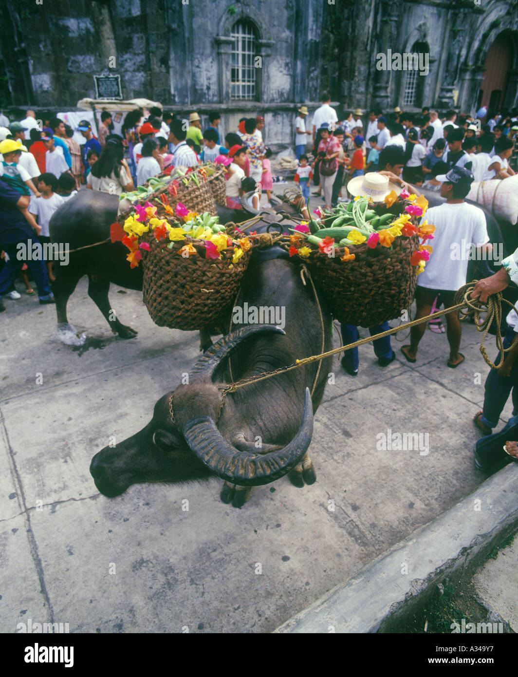 Carabao in the philippines hi-res stock photography and images - Alamy