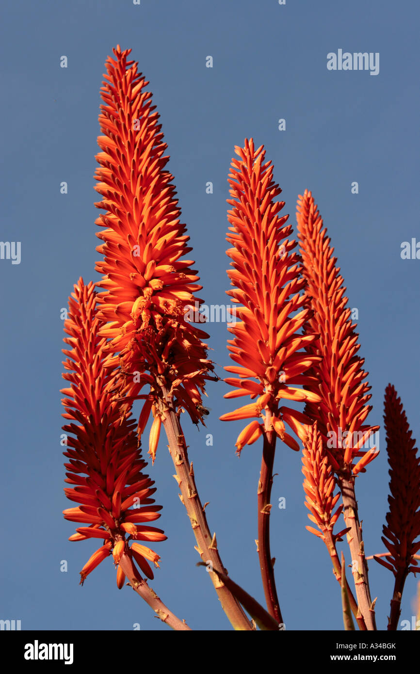Aloe ferox stem hi-res stock photography and images - Alamy