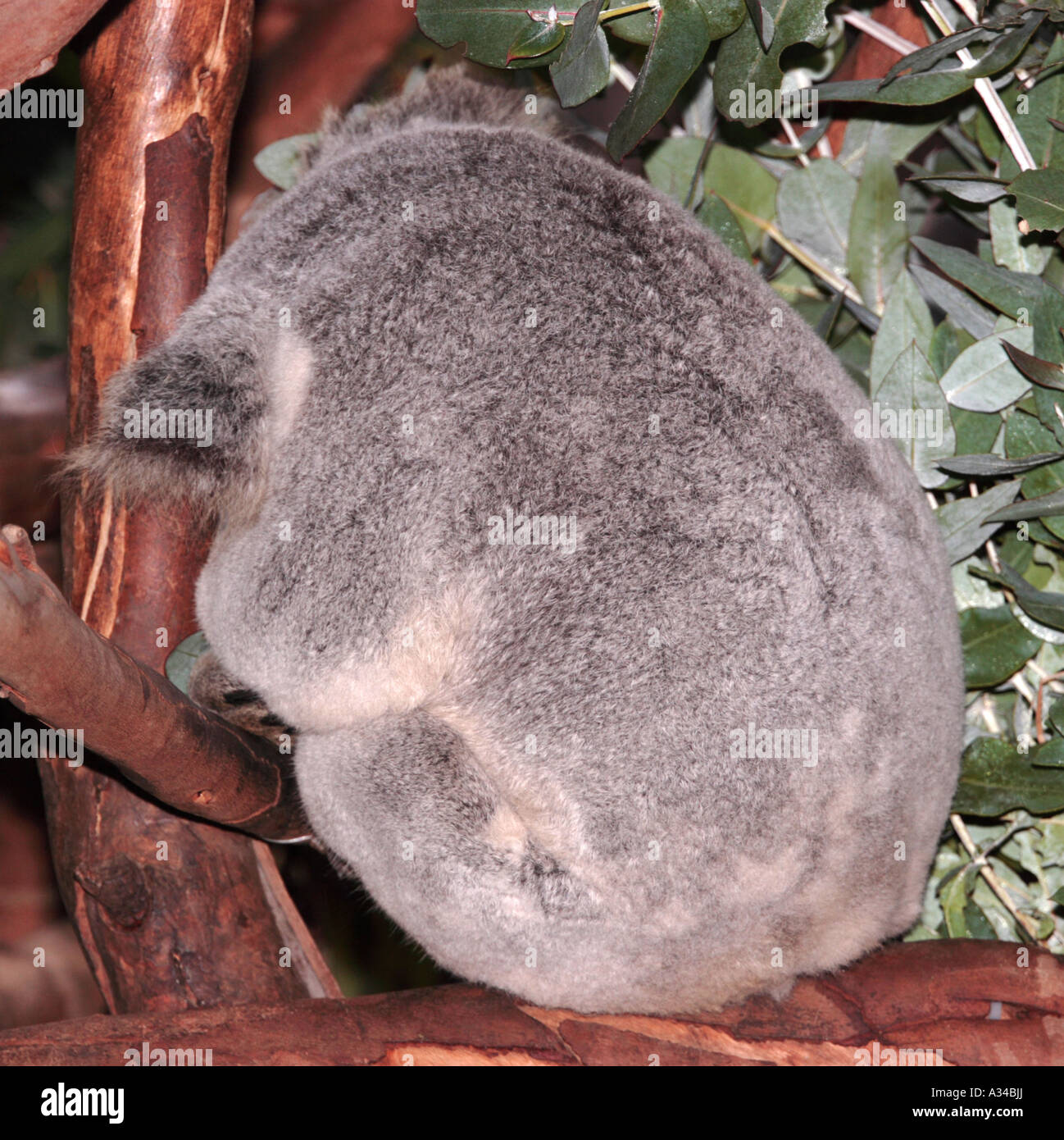 Specialised diet hi-res stock photography and images - Alamy