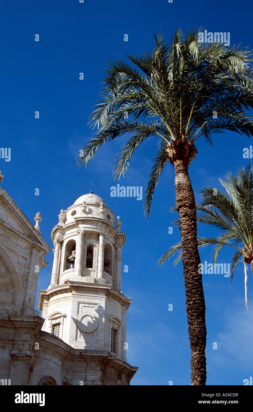 Bell tower of Cadiz Cathedral and palm tree, Plaza de la Catedral ...
