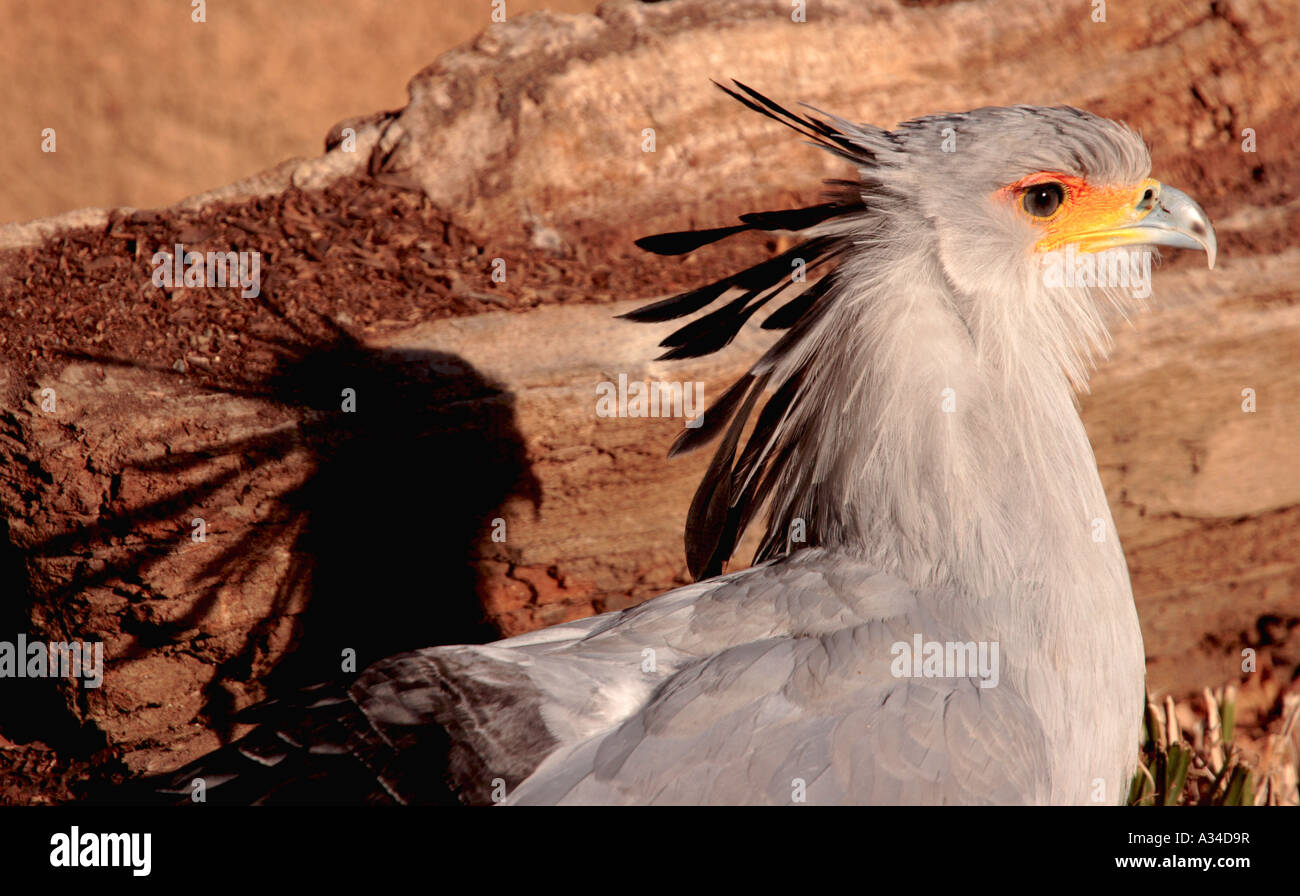 Secretary Bird Sagittarius serpentarius Stock Photo - Alamy