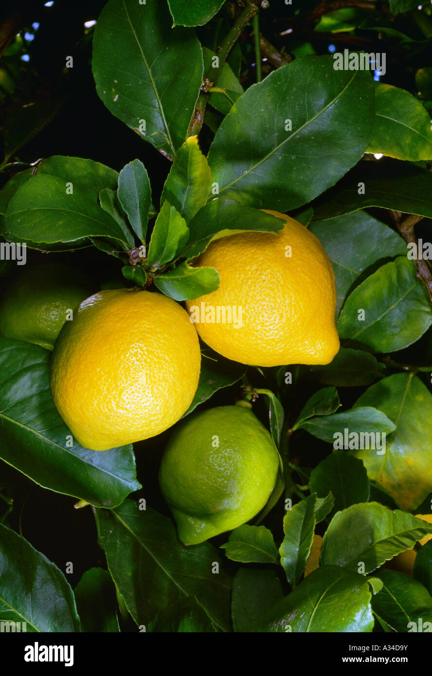 Lemon grove california hi-res stock photography and images - Alamy