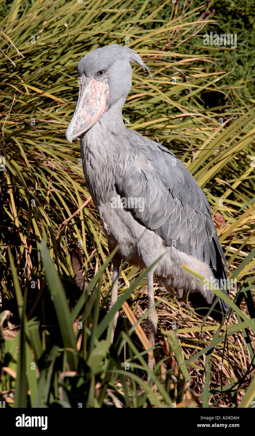 Shoebill, Balaeniceps rex Stock Photo - Alamy